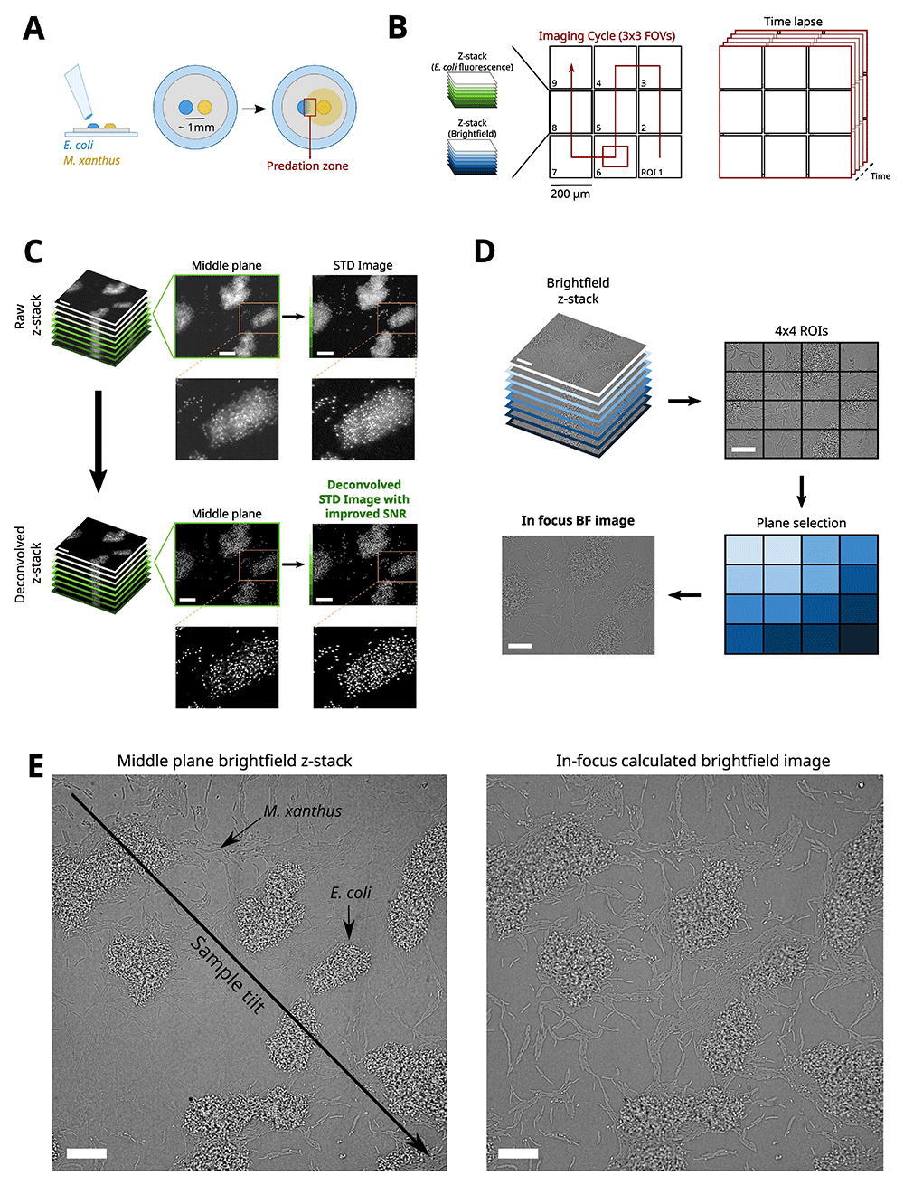 bacto_tracker: a method for single-cell... | Open Research Europe