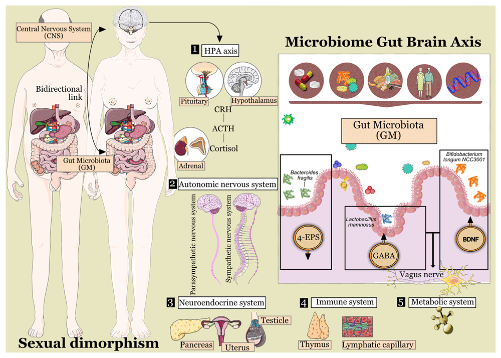 The gut microbiota-brain axis role in... | Open Research Europe