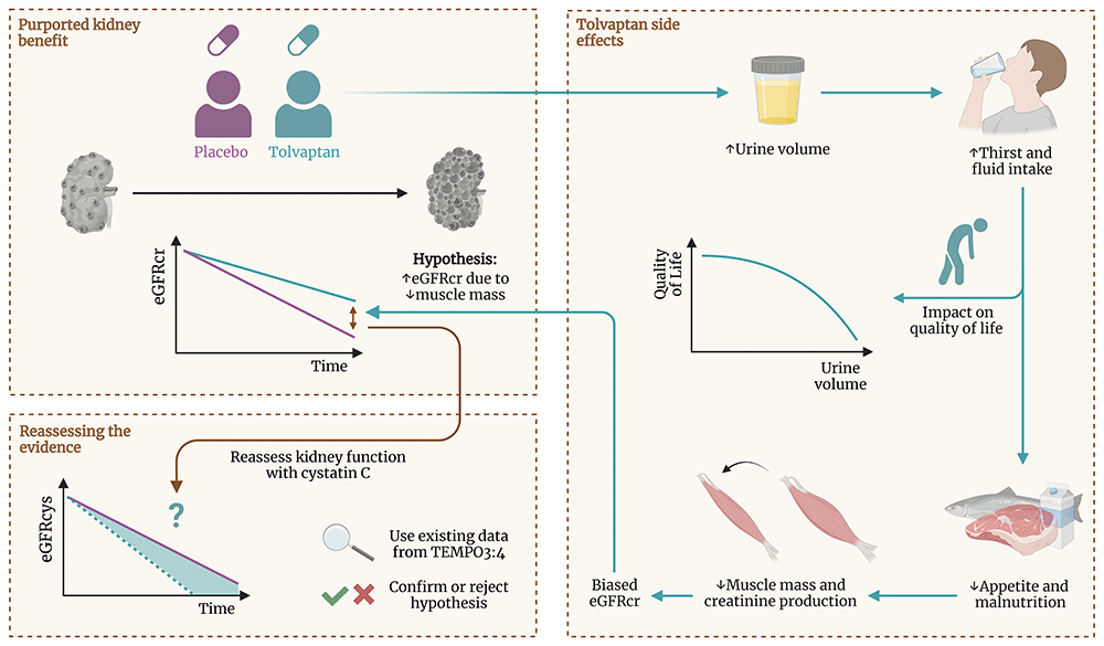 Questioning the kidney-protective effect... | Open Research Europe
