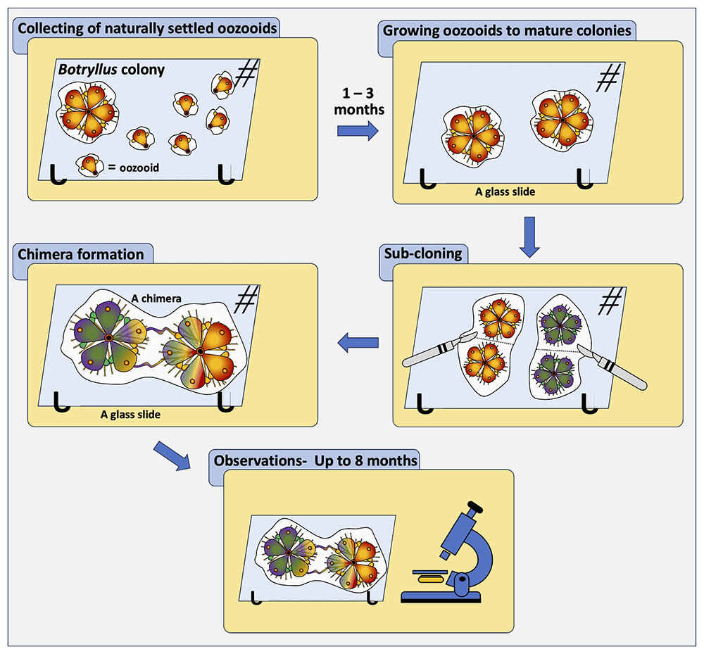 MAF biodiversity measurements: Species,... | Open Research Europe