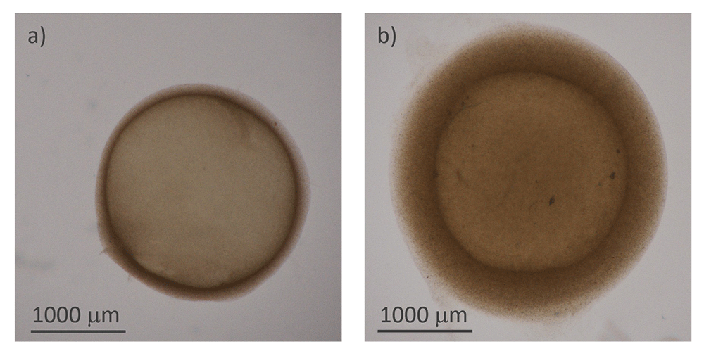 Fabrication of hydrogel mini-capsules as... | Open Research Europe