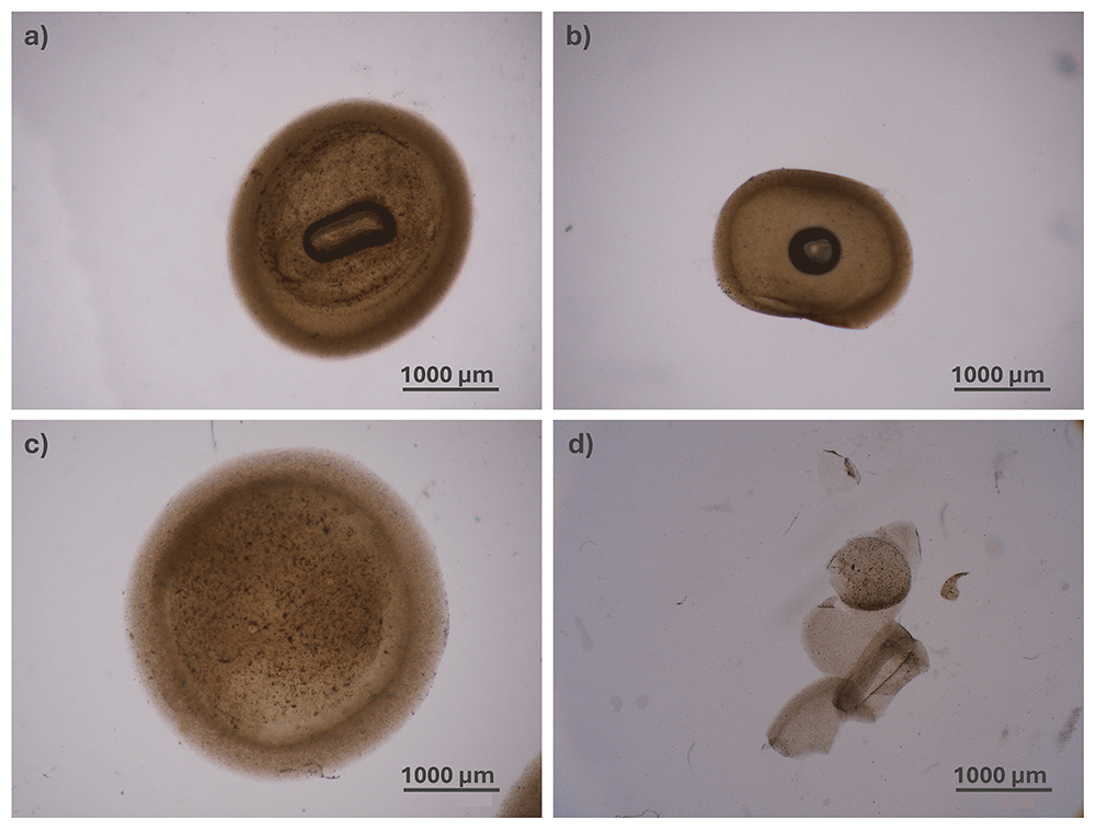 Fabrication of hydrogel mini-capsules as... | Open Research Europe