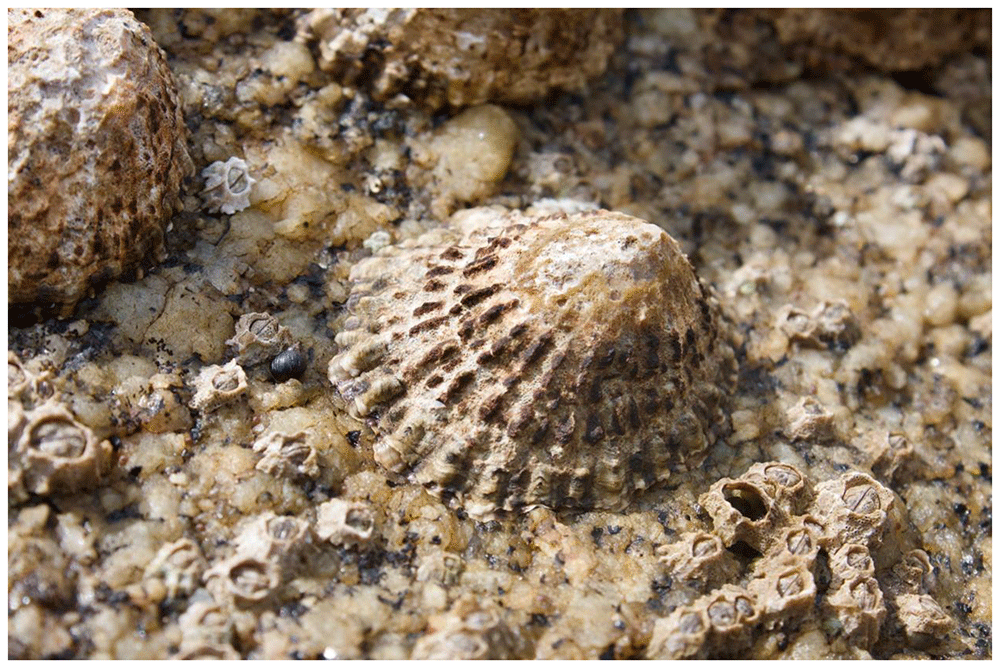 ERGA-BGE genome of Patella rustica Linnaeus,... | Open Research Europe