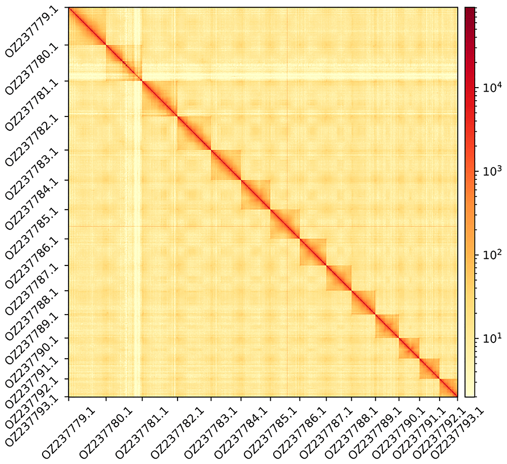 ERGA-BGE reference genome of Hirudo verbana,... | Open Research Europe
