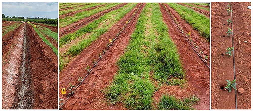 Mineral and organo-mineral fertilization... | Open Research Europe