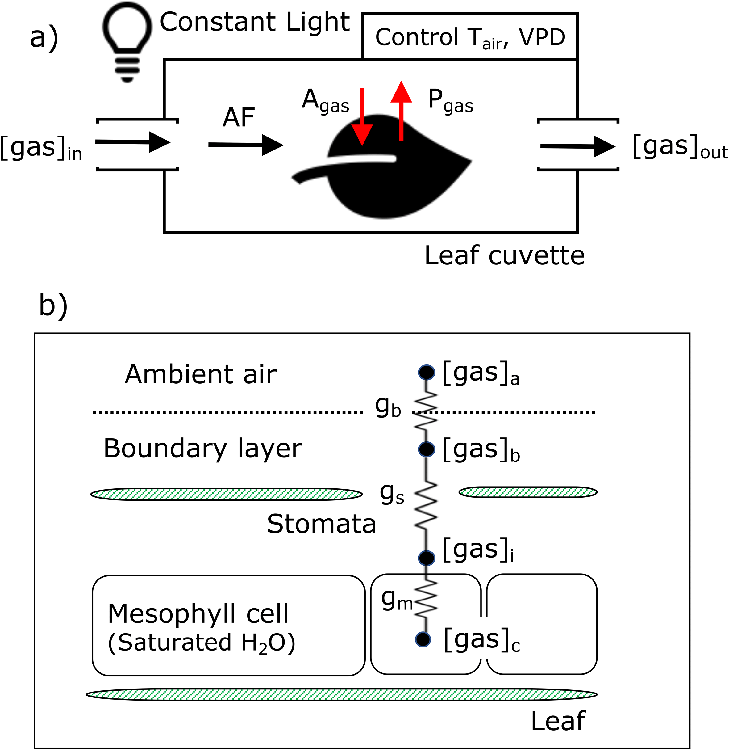 Leaf chamber experiments on sunflowers... | Open Research Europe